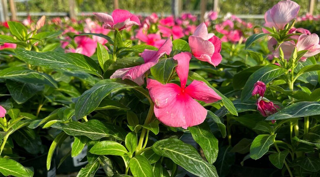 Vinca in Sarasota Winter: Cora XDR ‘Orchid’ & ‘Deep Strawberry’