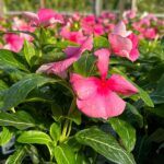 Vinca in Sarasota Winter: Cora XDR ‘Orchid’ & ‘Deep Strawberry’